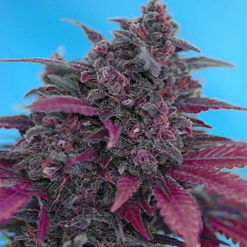 Dark Devil Auto Sweet Seeds GrowshopChile